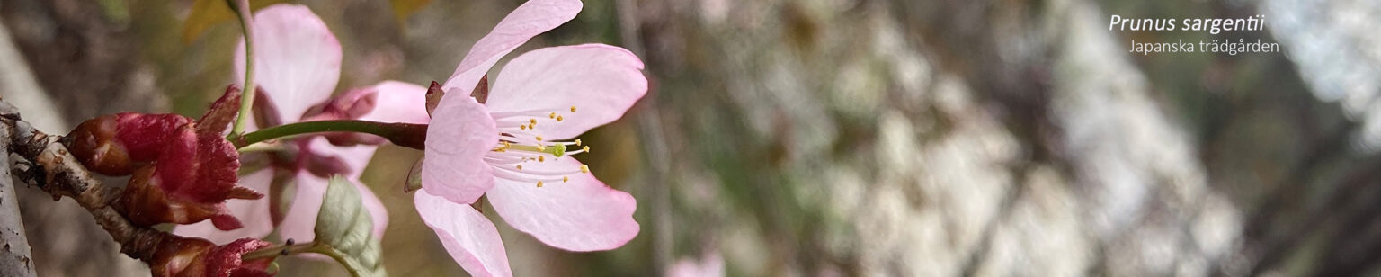 Mellan Hägg och Syren · Arboretum Norrs vänner